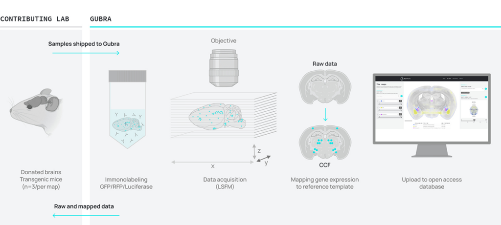 Type of maps - Neuropedia