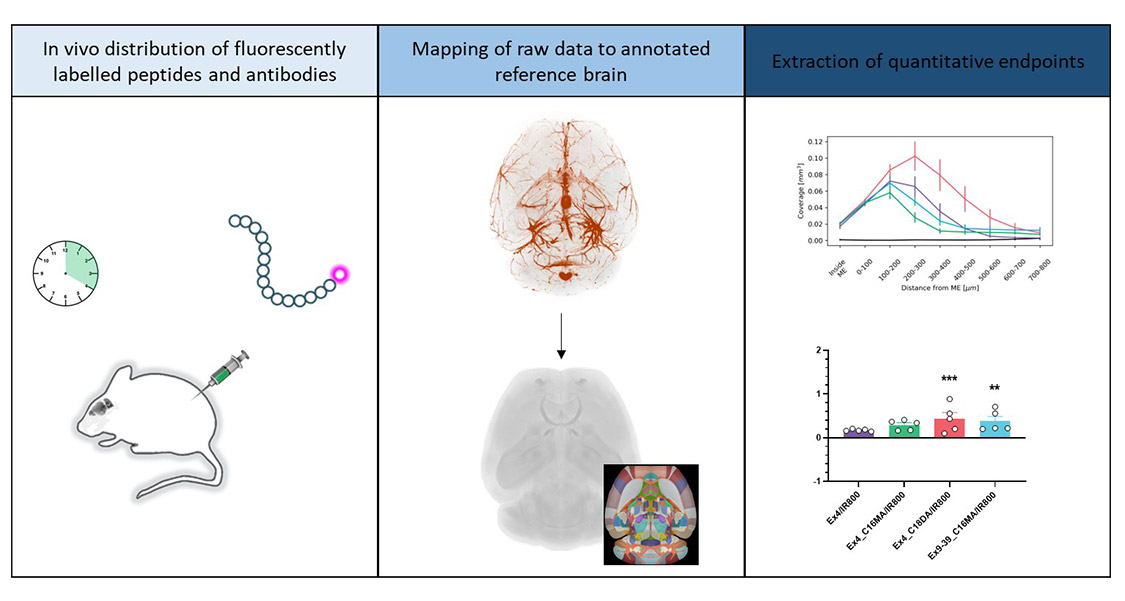 Multimodal 3d Mouse Brain Atlas Framework With The Skull Derived