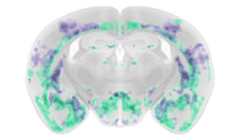 Atlas of exercise-induced brain activation in mice - Neuropedia